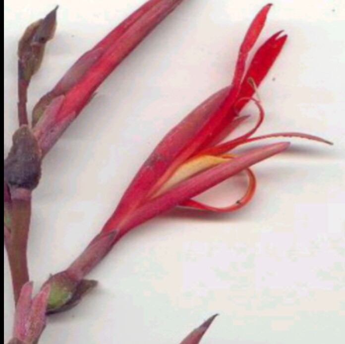 Simetría floral - Botánica integra