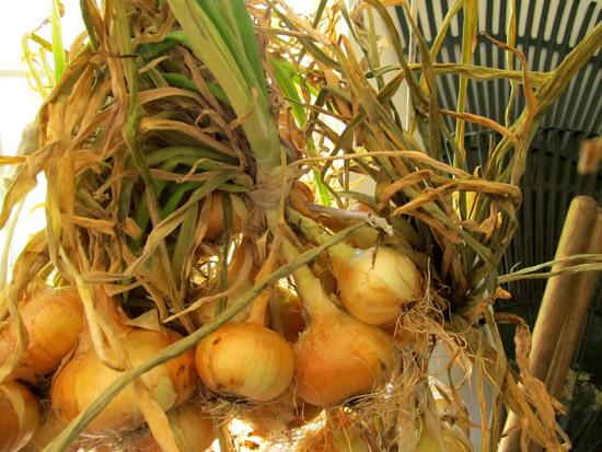 Green Gardening Matters: Recipe for Failure: Long-day Onions in Florida.