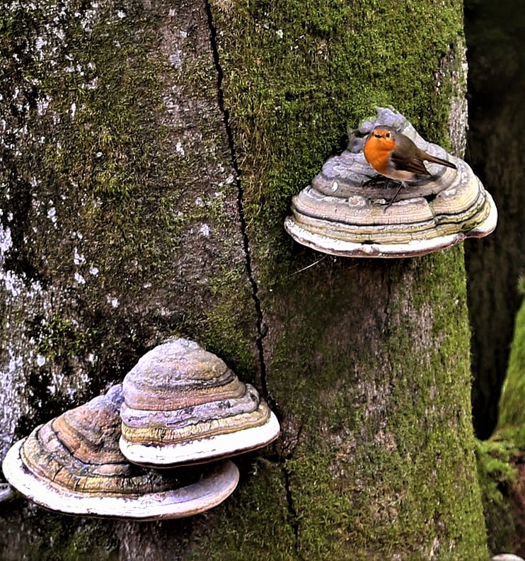 BARRY the BIRDER: A Robin in Germany...