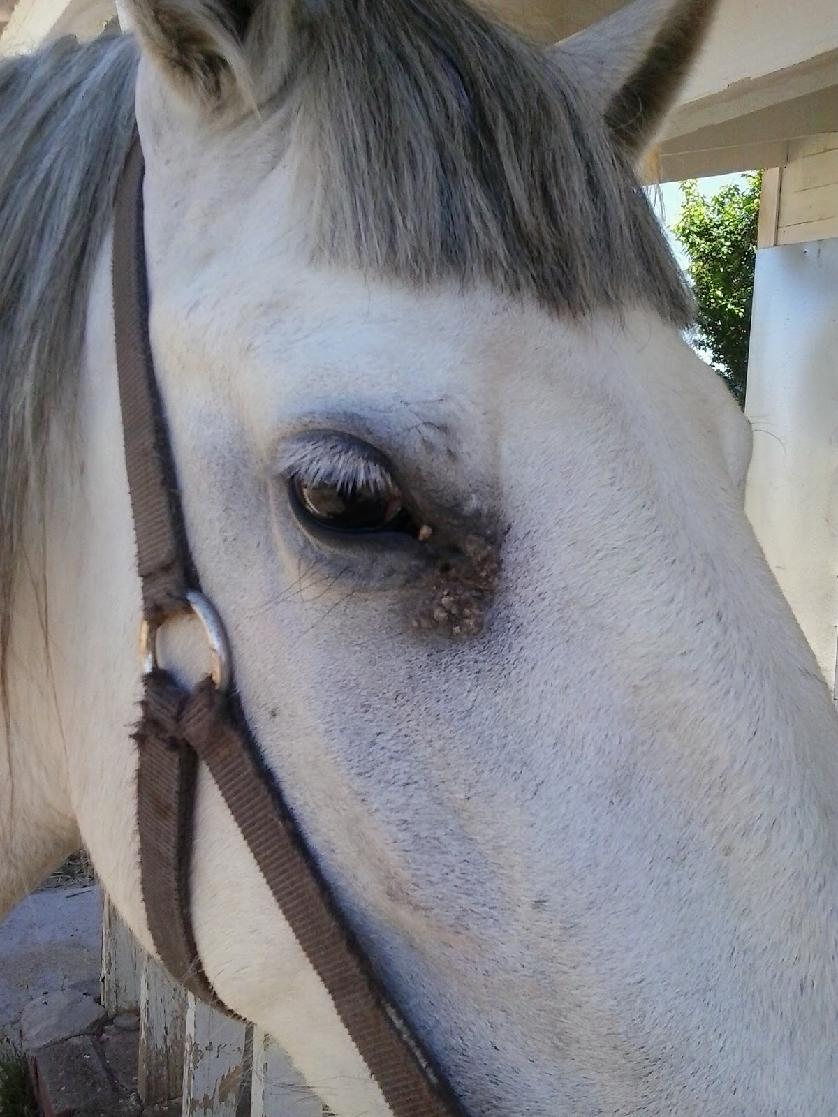 Relatos Ecuestres: MELANOMAS EN CABALLOS DE CAPA TORDA.
