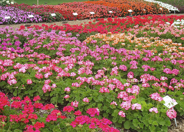 SpringLeaf Studios: Analogous Colors