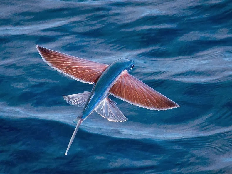 PEIXE VOADOR OU FLYING FISH (Exocoetidae)