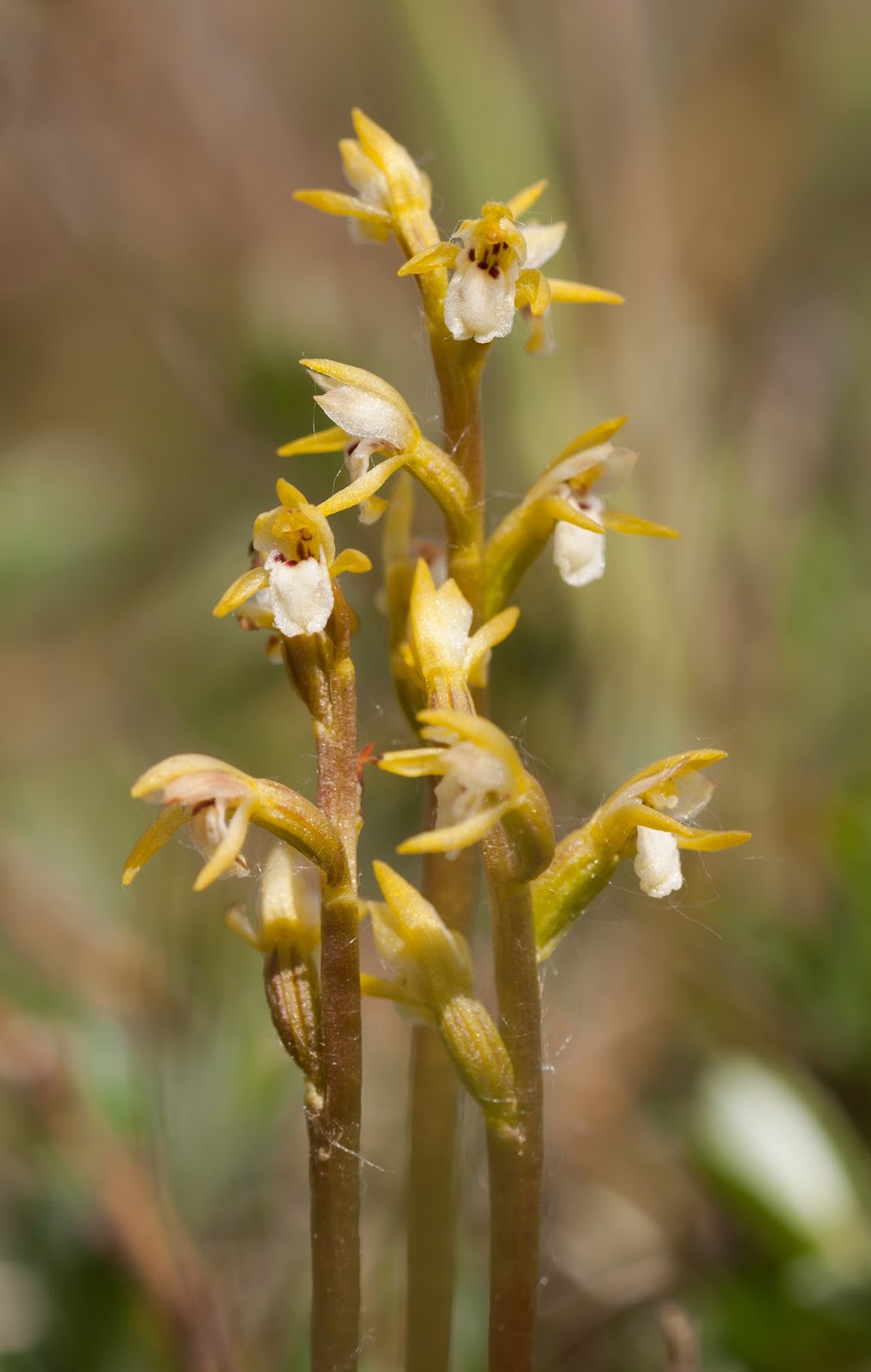 Pixie Birding: Coralroot Orchids - Sandscale Haws, Cumbria