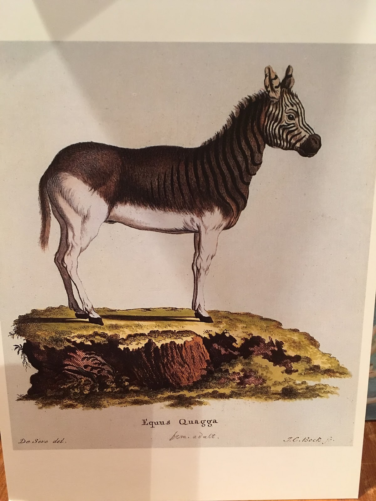 Sangoma: Quagga Extinct in South Africa, 1883 (Erlangen, 1840-1855)