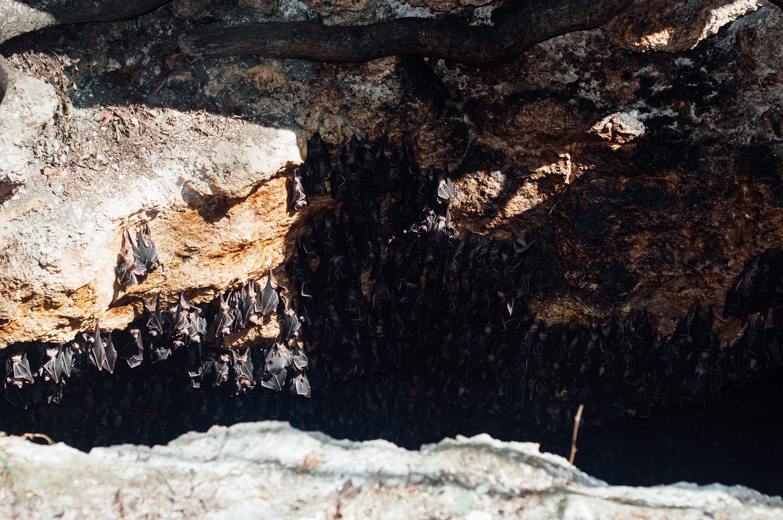 Discover Davao : Monfort Bat Sanctuary - Ochi In The City