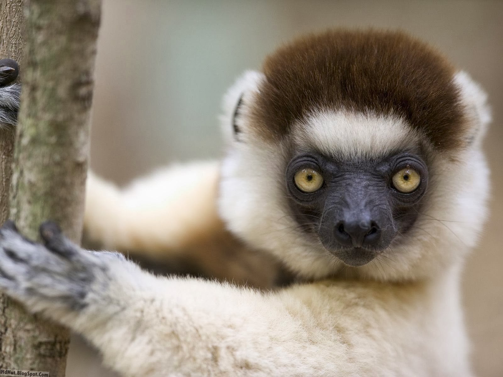 top 16 Most Cute And Beautiful Monkey Wallpapers In HD ( new )