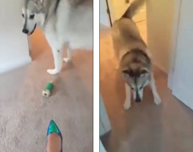 No te lo pongas!! Este perro no soporta los "coloridos" zapatos de su ...