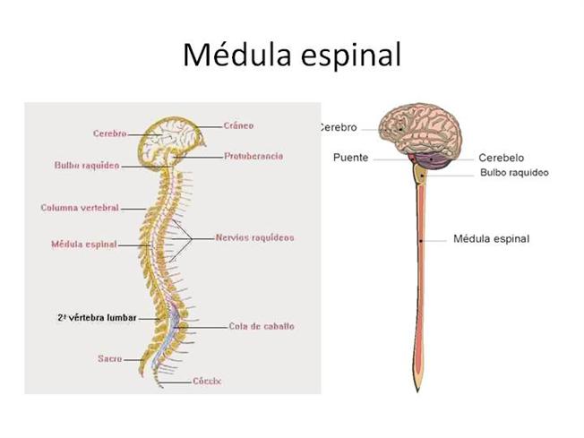 diario de biologia: Sistema nervioso central (SNC)