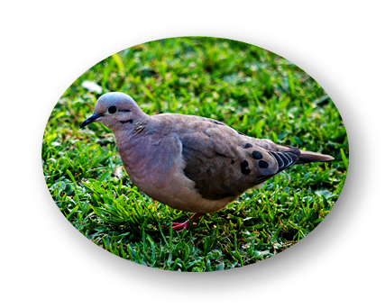 CHIQUIÁN QUERIDO / Armando Alvarado Balarezo (Nalo): APUNTES CHIQUIANOS ...