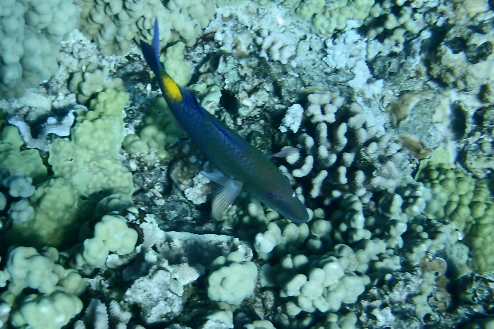 Donnelly Oceantics: MAUI 2013 - WHALES and FISH