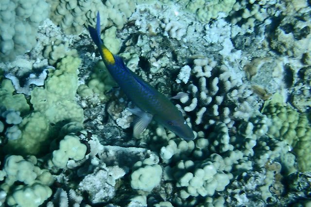 Donnelly Oceantics: MAUI 2013 - WHALES and FISH