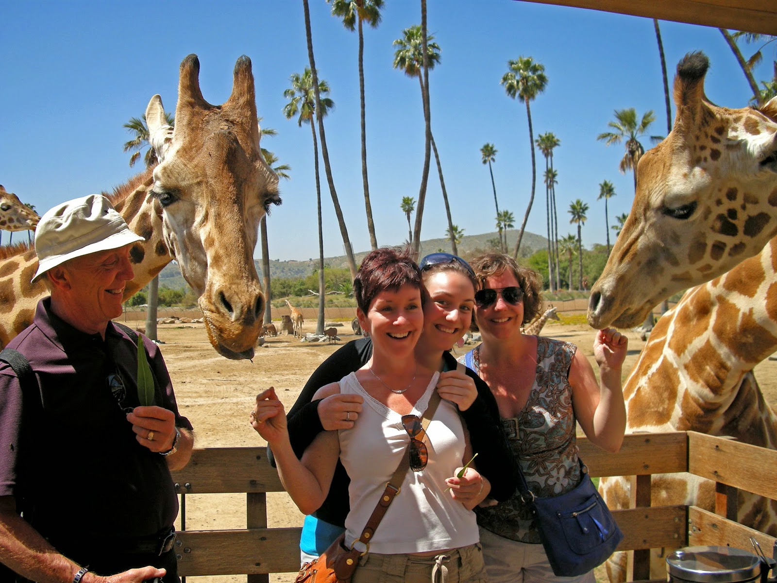 Author Interview: Sheila Busteed: Author of Sunsets in Oia: Life ...