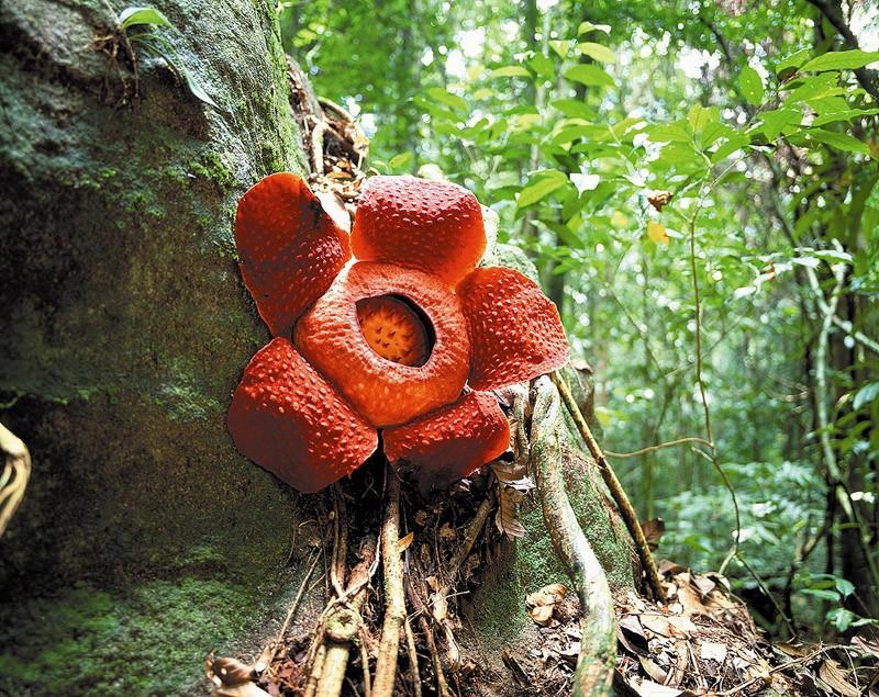RAFFLESIA ARNOLDII FLOWER photos - wallpapers | the fun bank