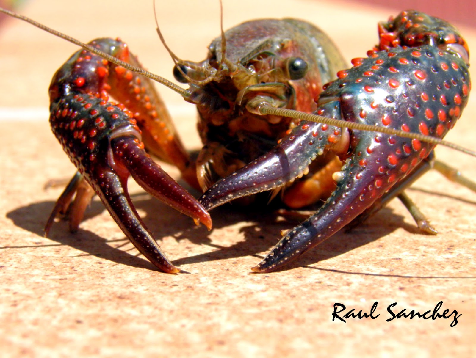 Naturaleza Viva : Cangrejo de río ( crustáceos decápodos )