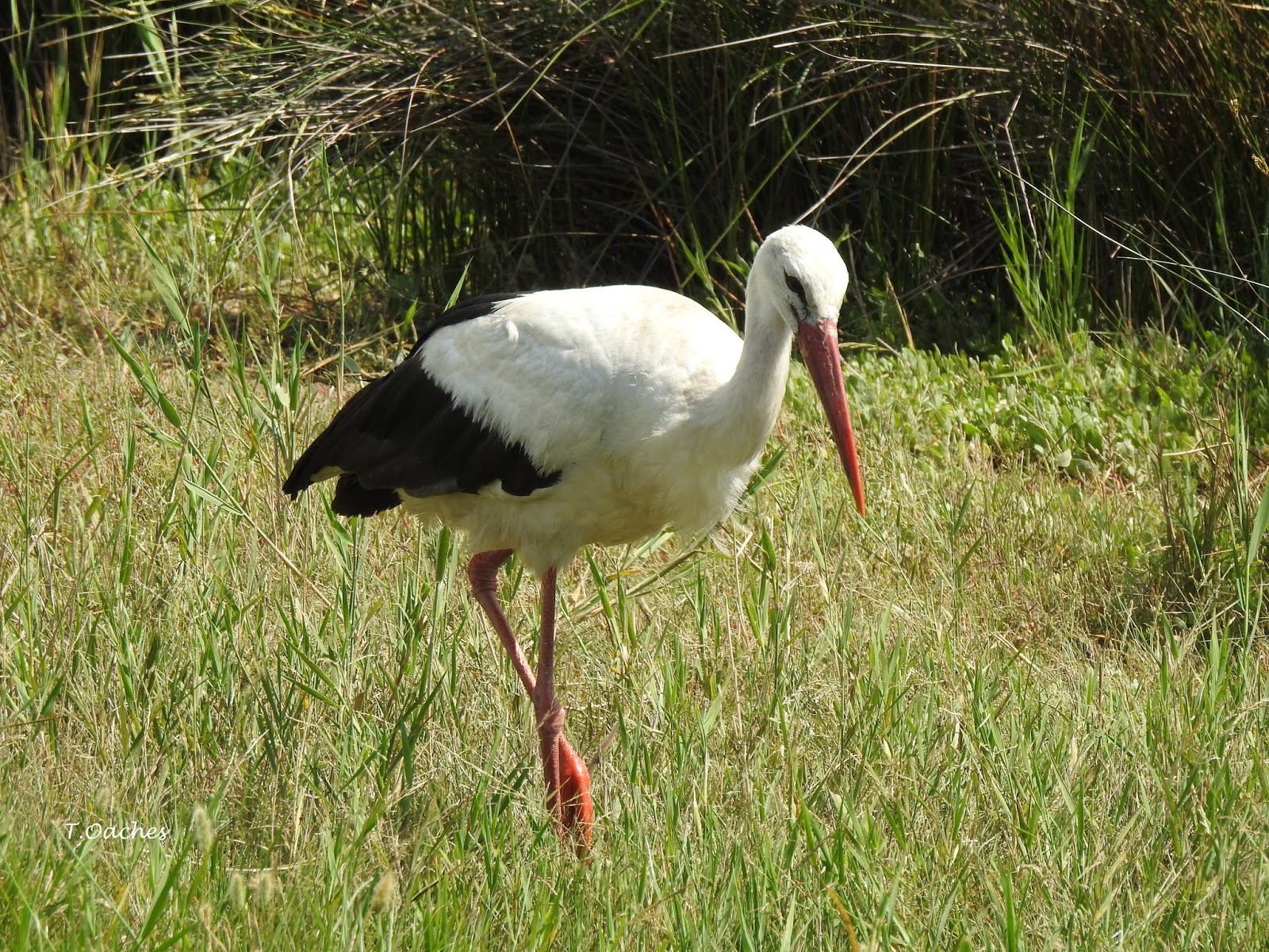PASARI DIN ROMANIA: BARZA, Ciconia ciconia