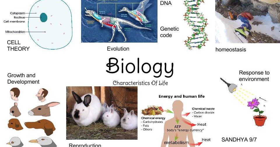 Sandhya's Brilliant Biology Blog: What Is Biology Collage