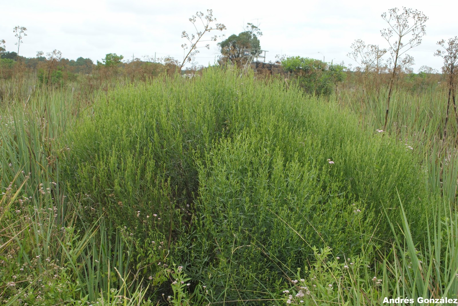 FOTOS DE FLORA NATIVA Y ADVENTICIAS DE URUGUAY : Baccharis spicata ...