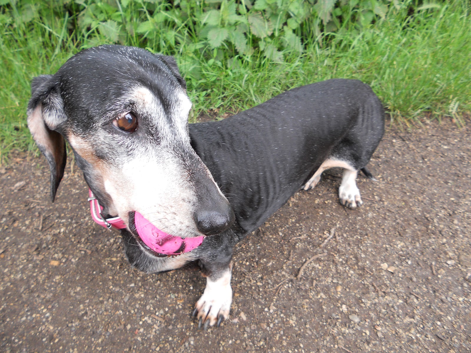 For the love of sausage dogs: How brave is your dachshund?