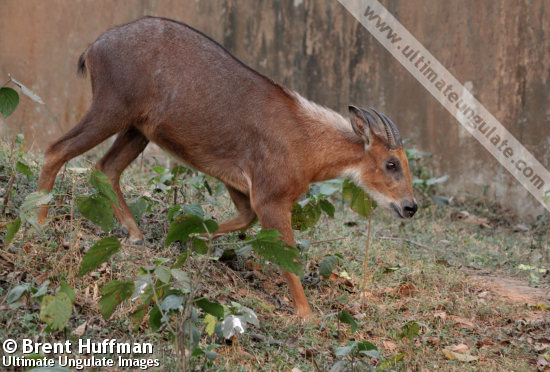Mamíferos y marsupiales mammals of the earth: Serow rojo (Capricornis ...
