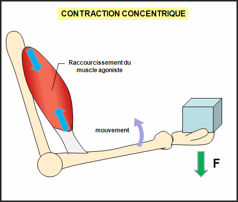 Transformation Physique Fais de ton corps ta force: Types de ...