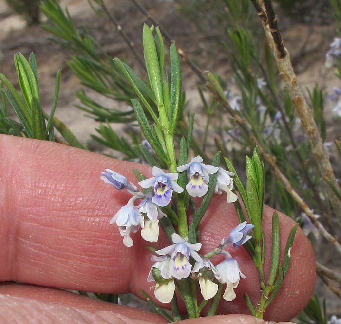 Esperance Wildflowers: Hybanthus floribundus subsp. floribundus ...
