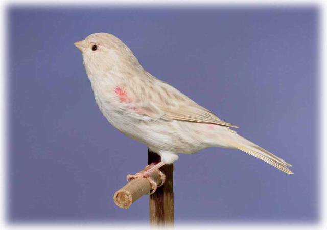 Canários Melânicos - Cores