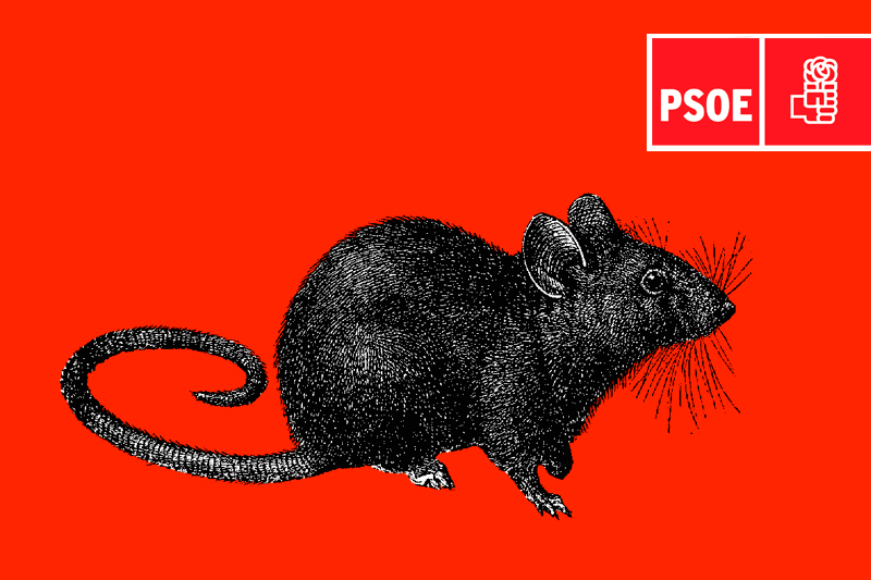 unmundofeliz: Ratas políticas / political rats