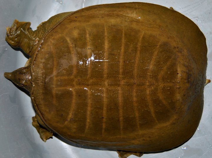 Great Collection For You: Bulus Kalimantan