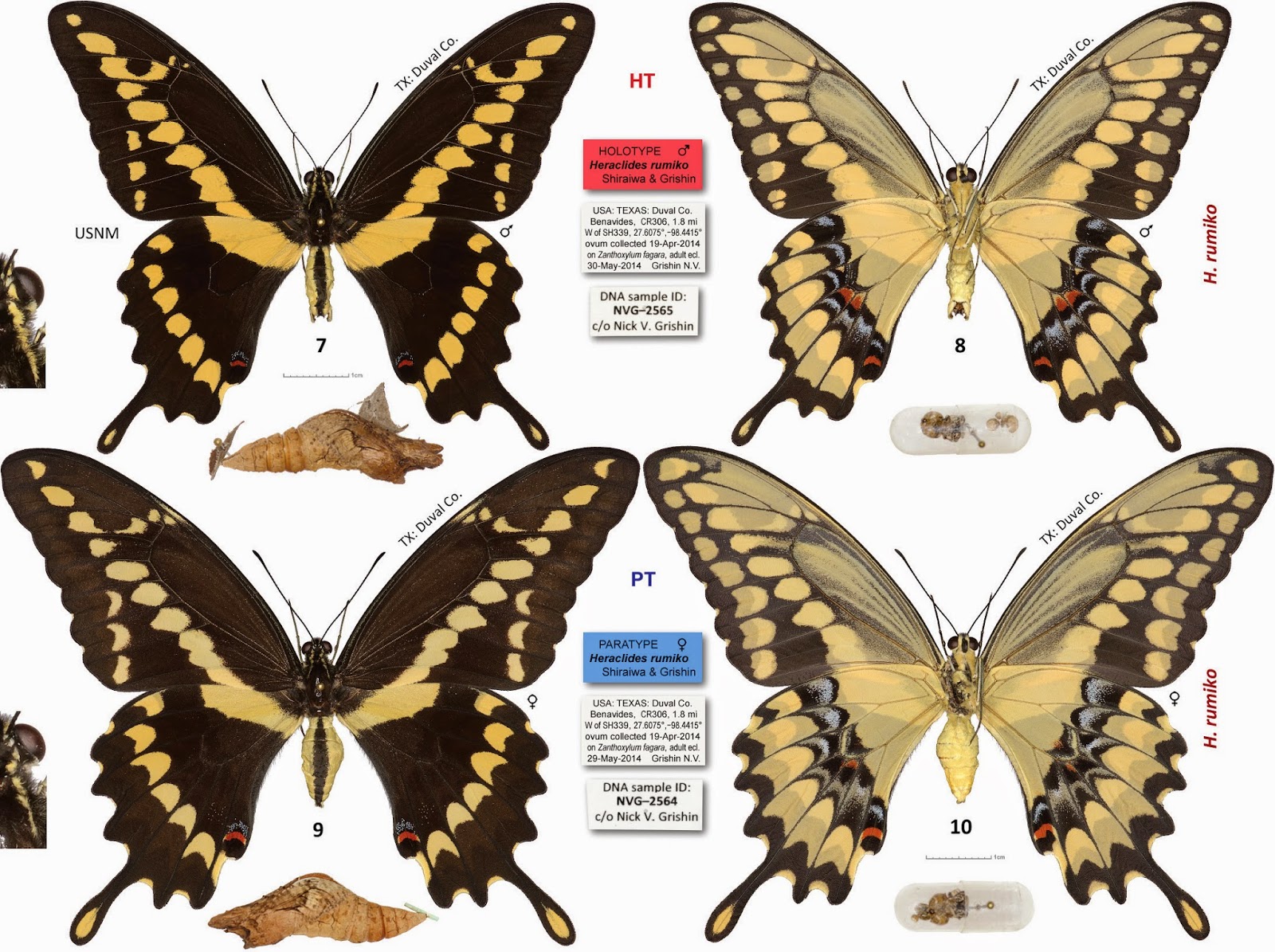 Sciency Thoughts: A new species of Giant Swallowtail Butterfly from ...