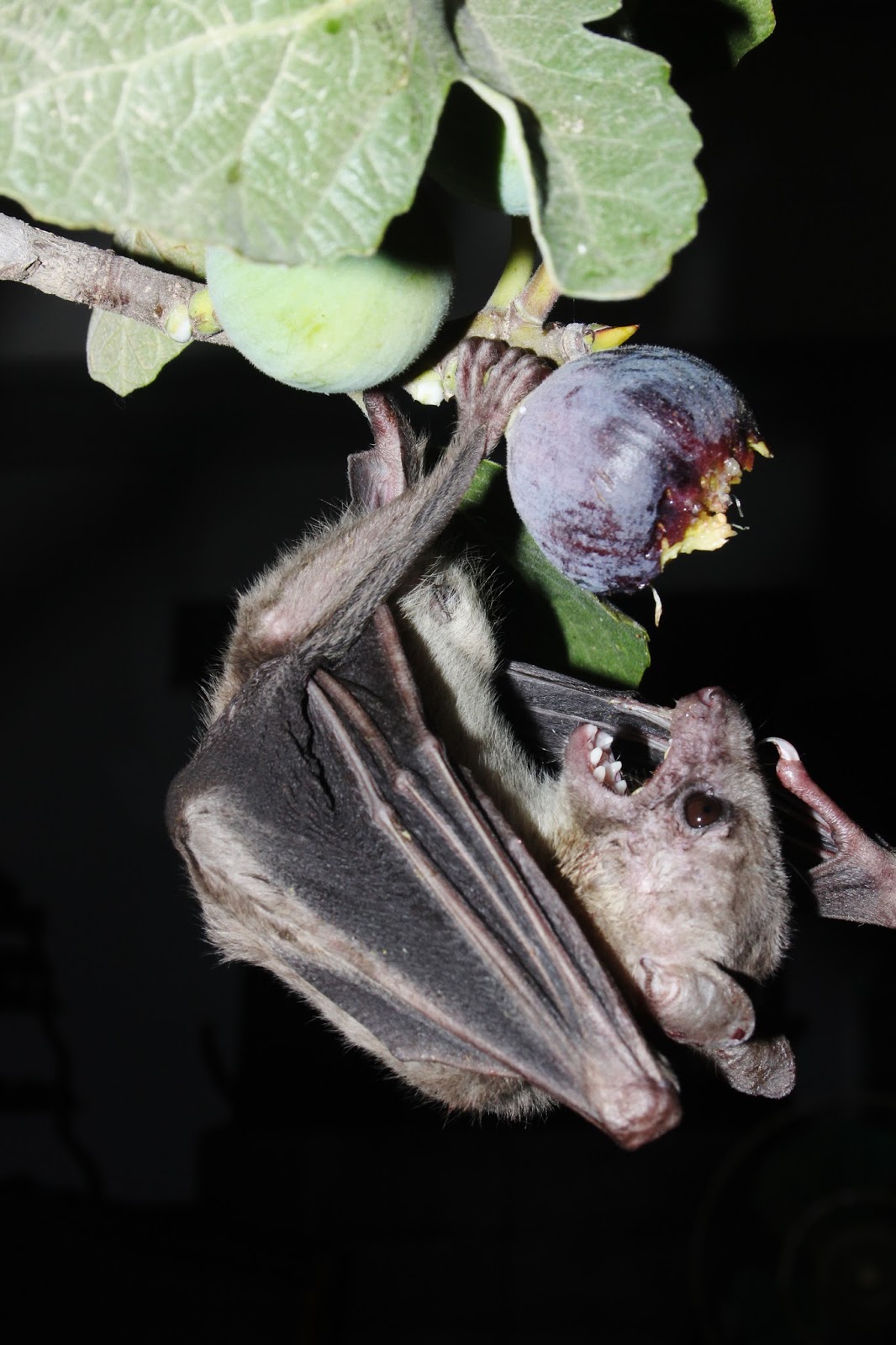 Mammals of Cyprus - Τα θηλαστικά της Κύπρου by George Konstantinou ...