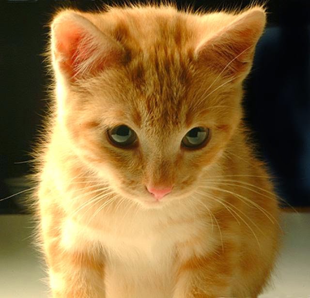 Los gatos mas lindos del mundo - Imagui