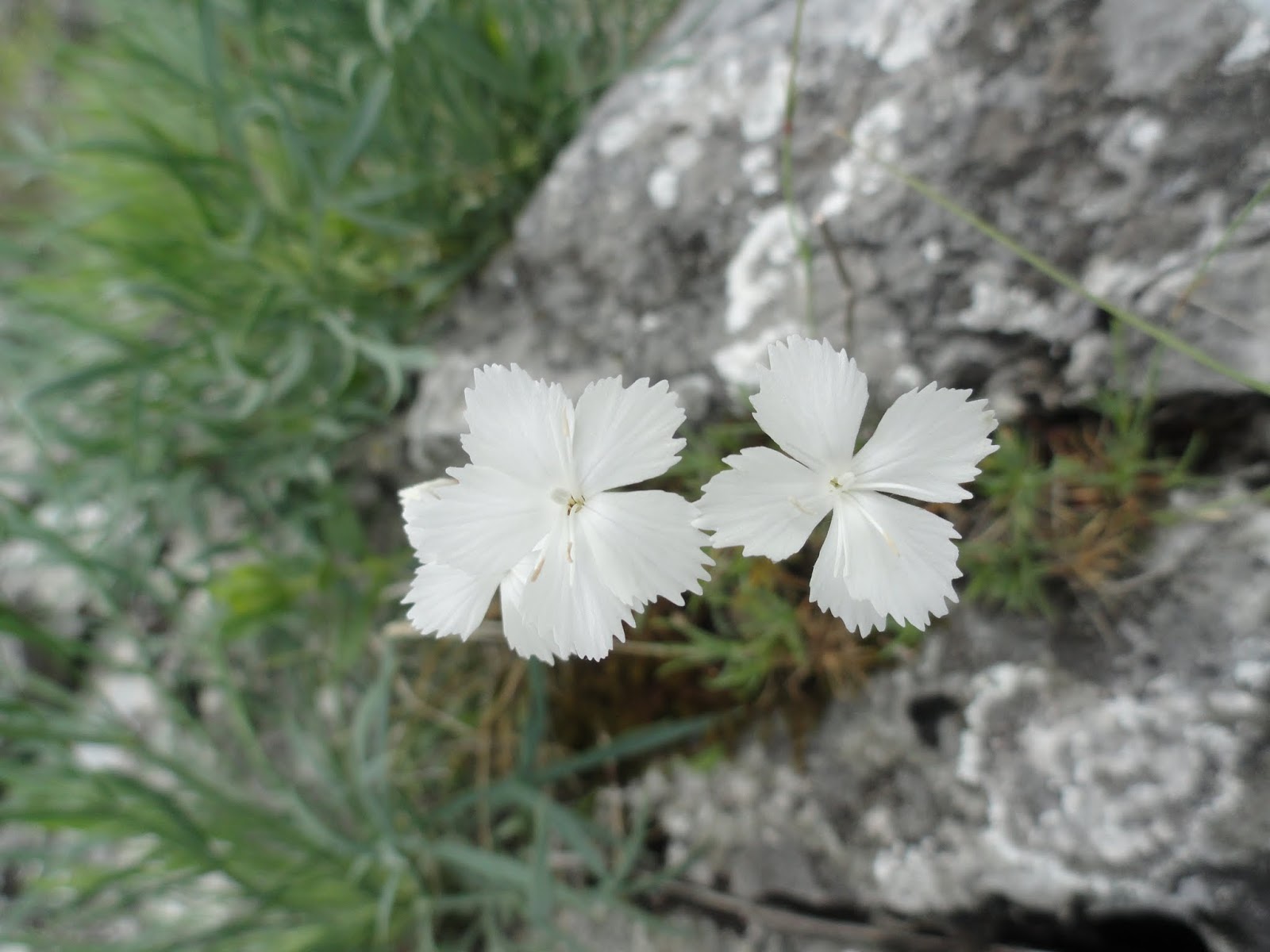 Frumusetile naturii: Garofita ( Dianthus petraeus)