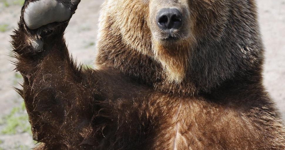 ZepBlog: Does a Bear Hack in the Woods?