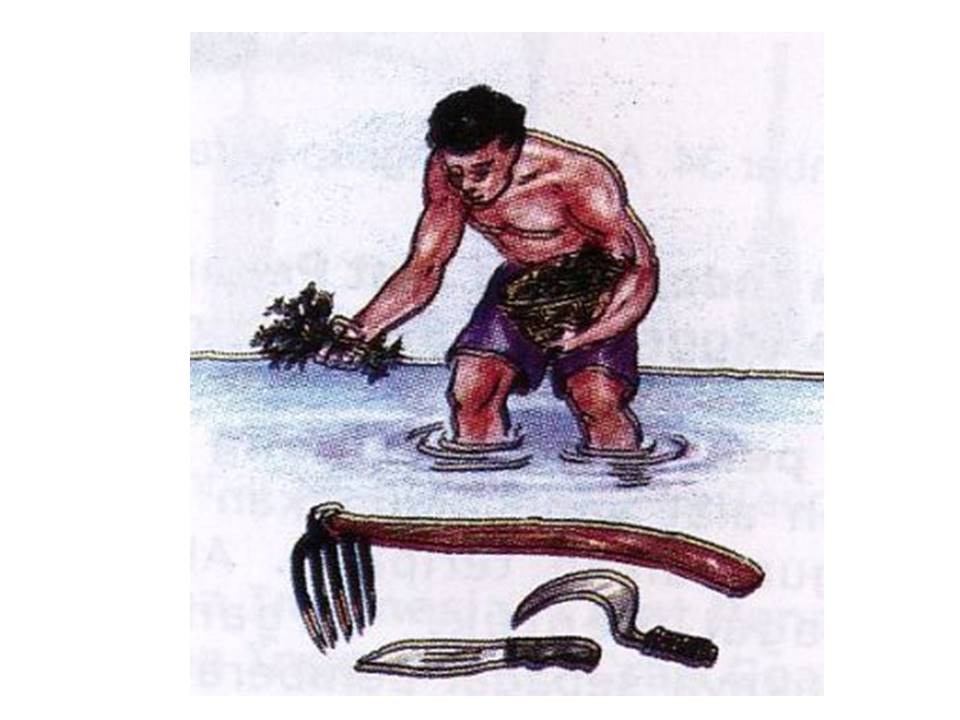 MENGENAL JENIS ALAT TANGKAP IKAN