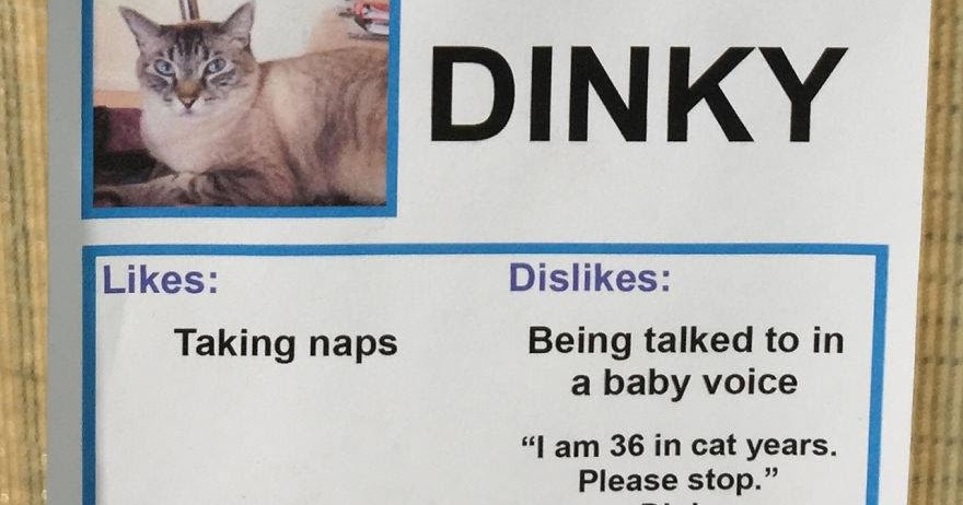 kenneth in the (212): This Kitty's Got Claws