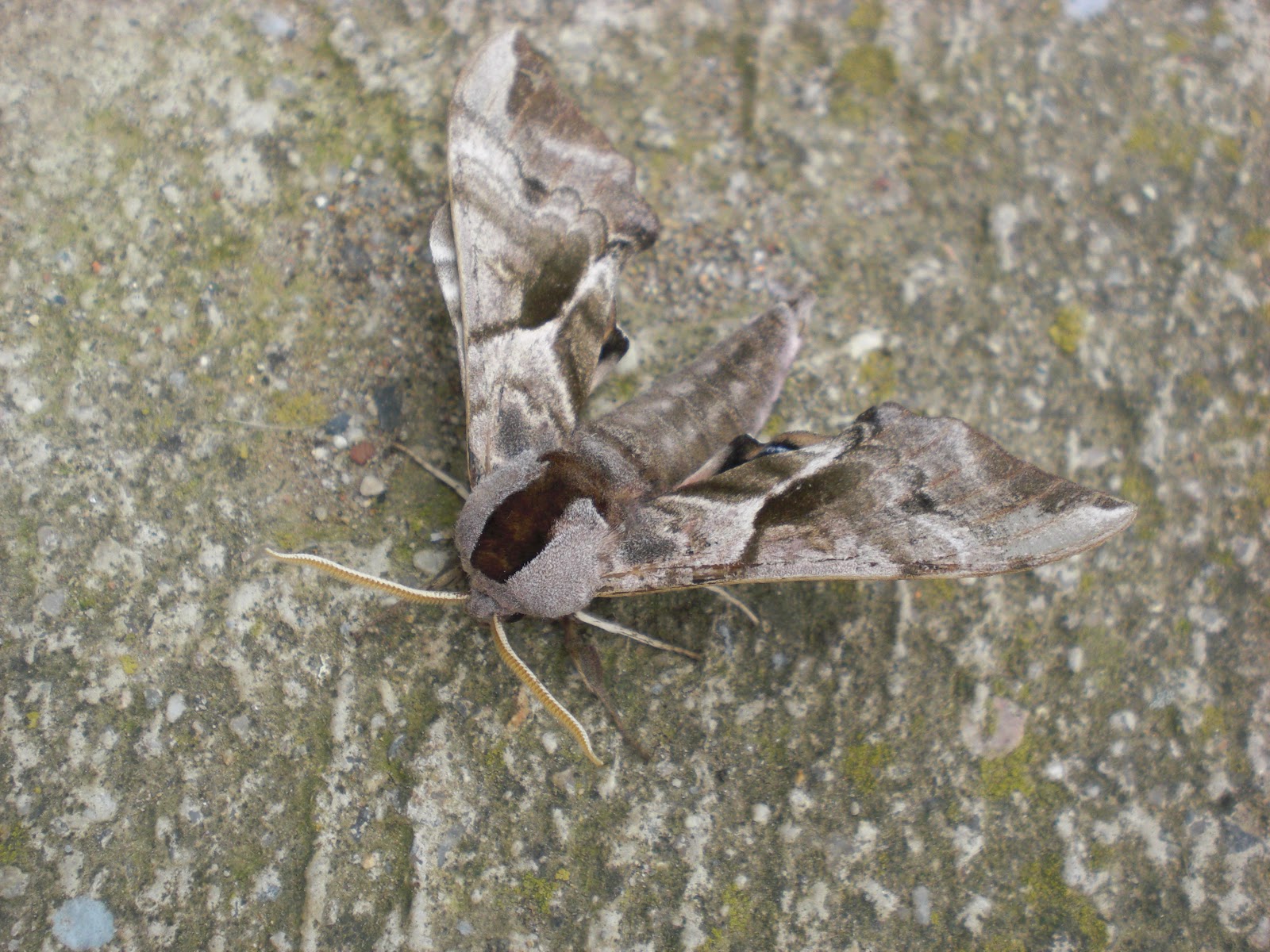 Perfumes y luces de Extremadura: Sphingidae. Familia: Esfingidos.