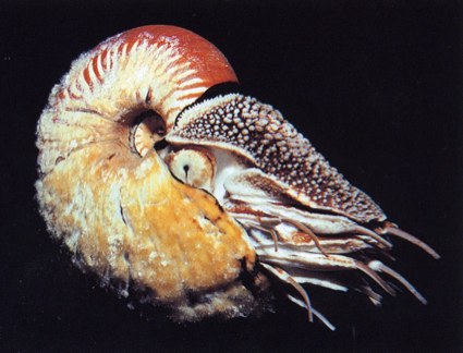 Ammonites y otros fósiles.: Redescubrimiento del Allonautilus ...