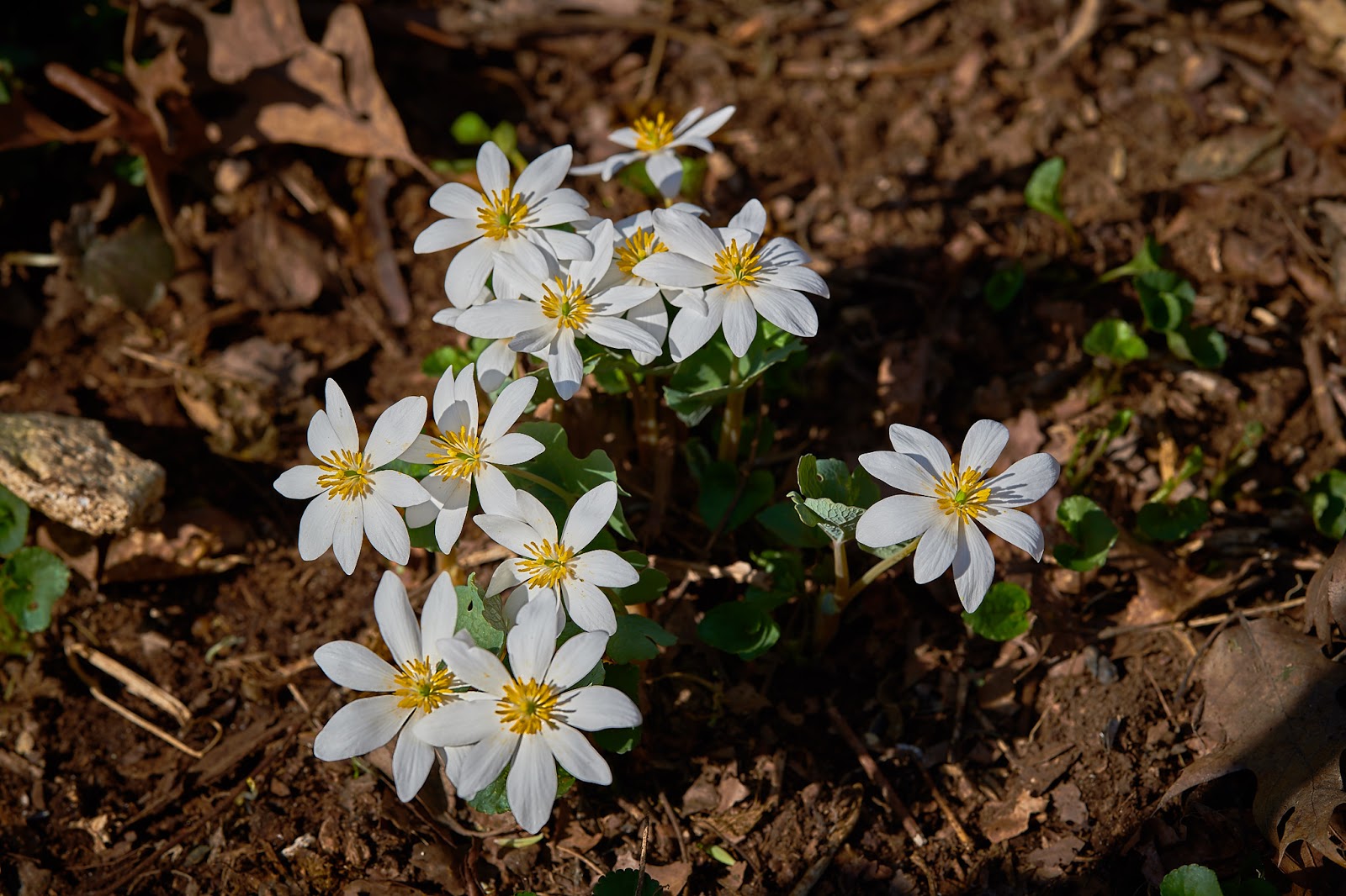 Mike's Photographs : Bloodroot