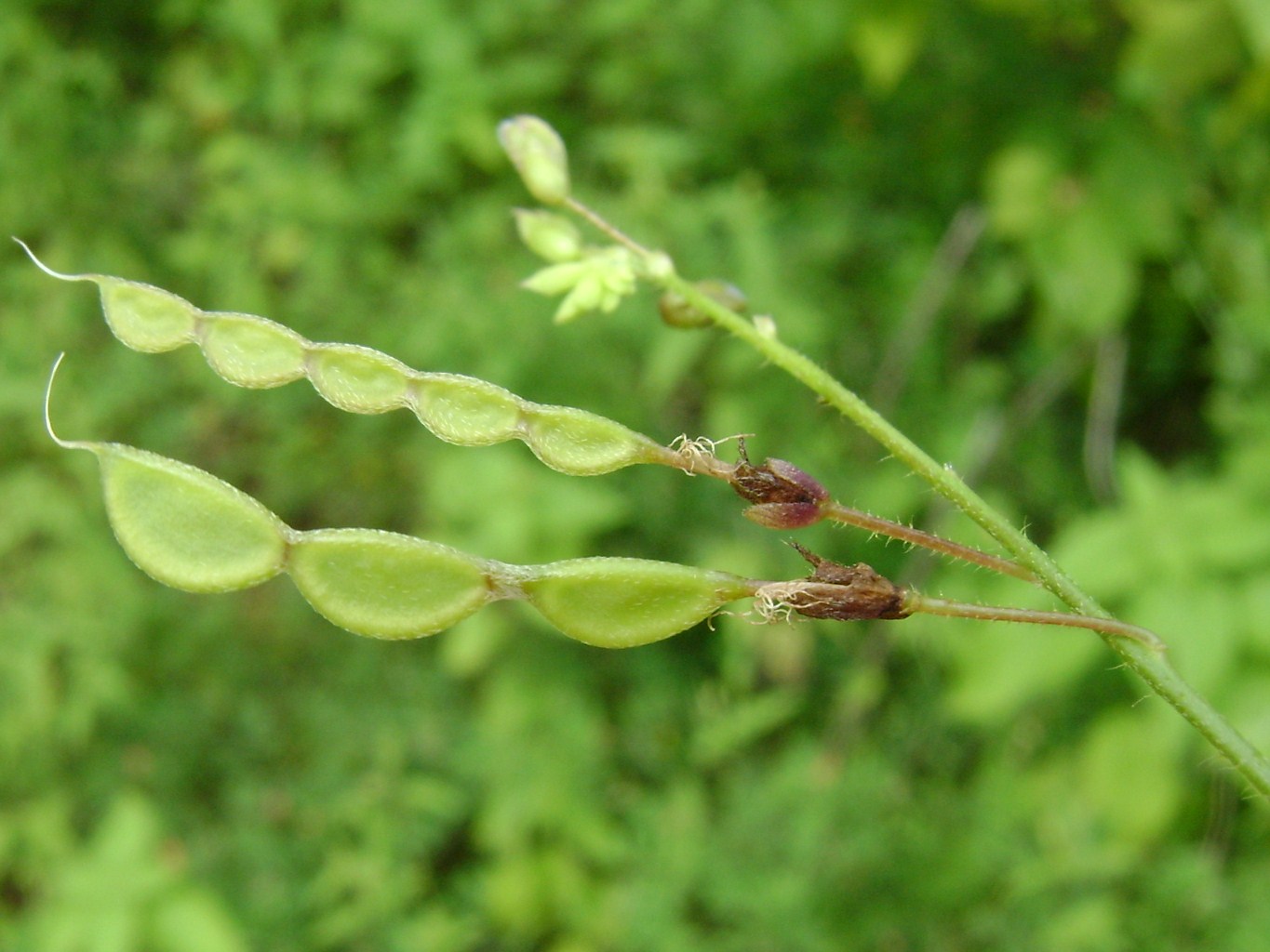 Fabaceae - Leguminosae no Brasil: Fabaceae - Ctenodon brevipes (Benth ...