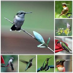 EL COLIBRÍ Y SU HÁBITAT