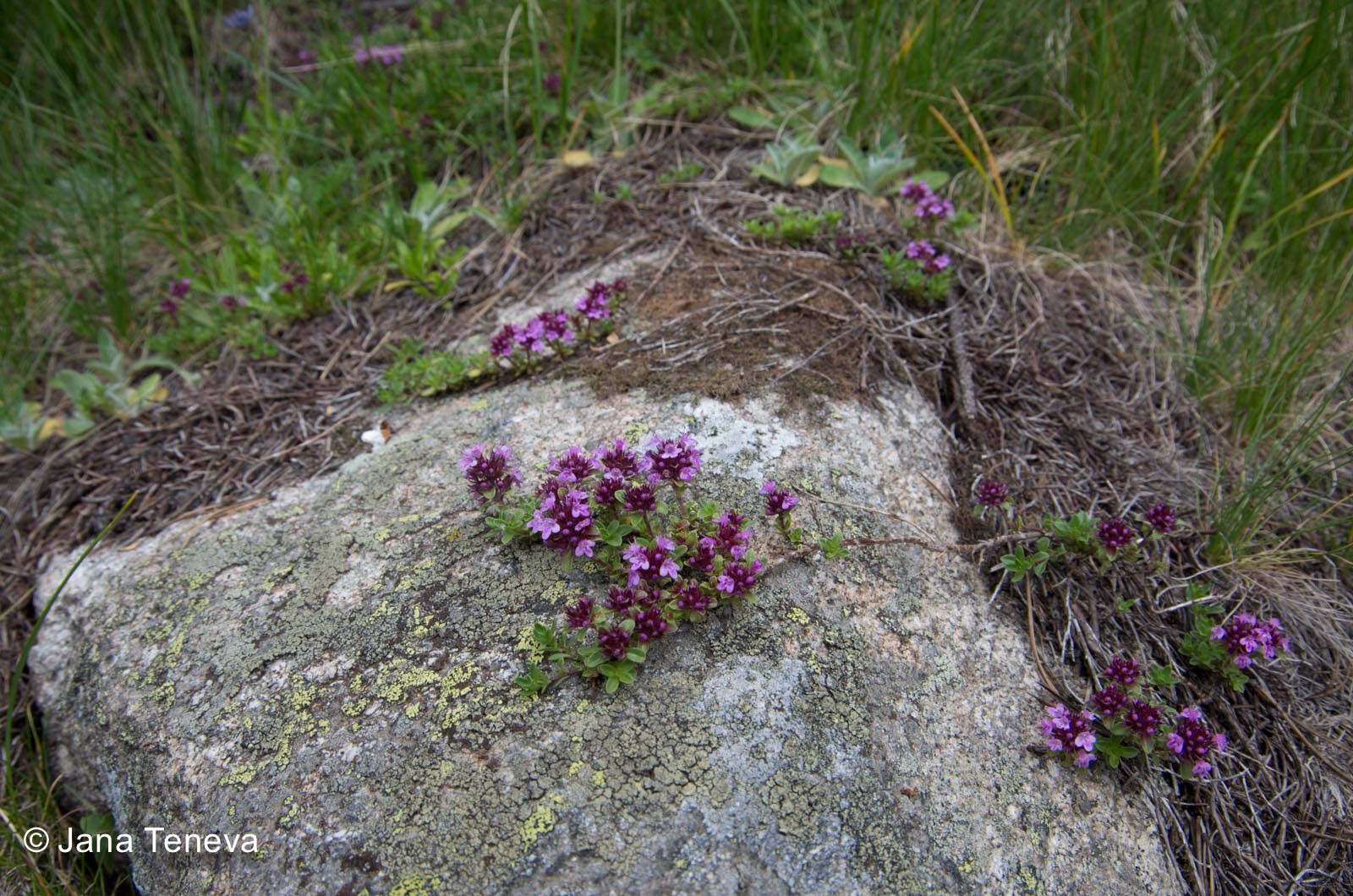 Jana around the world: From Rila (mountain) with love: great views and ...