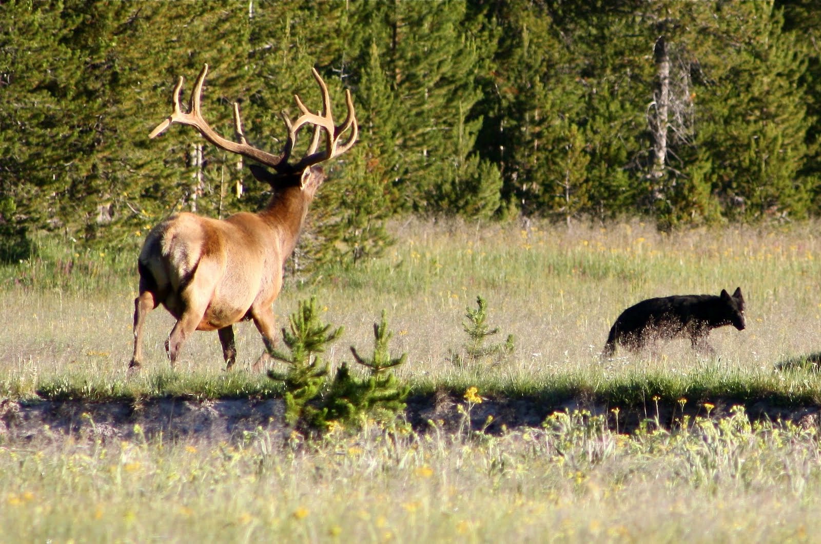 Furr: wolf testing bull elk