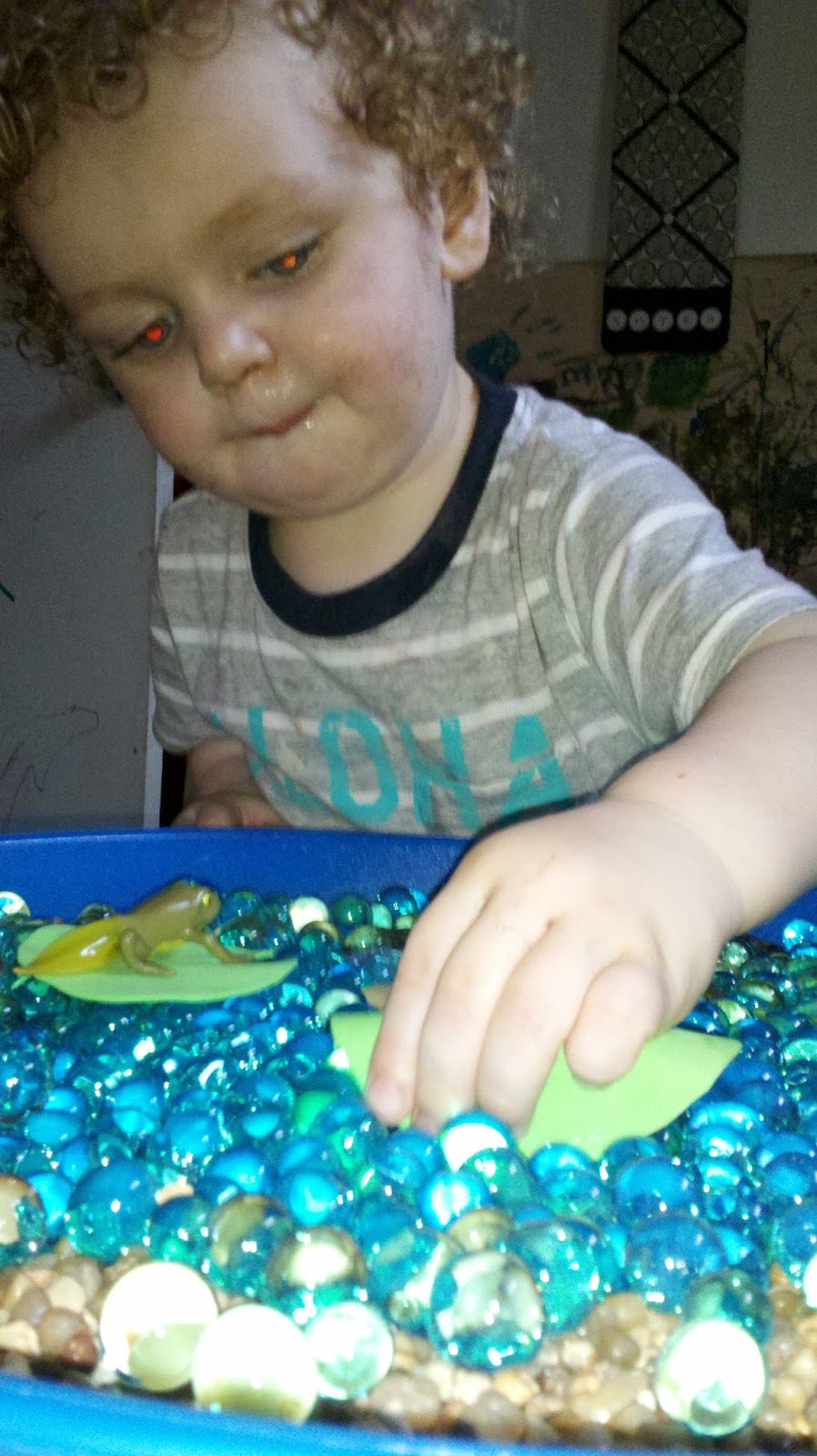 Munchkin and Bean: The Life Cycle of a Frog