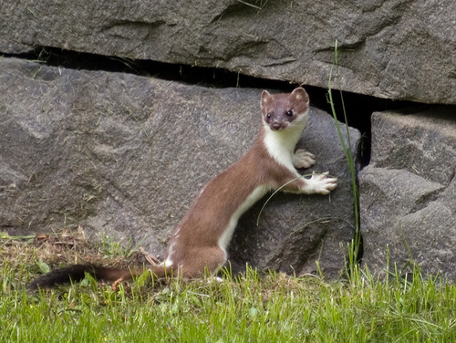 Stoat