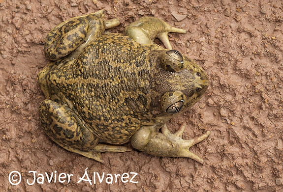 Anfibios y Reptiles de La Rioja: Identificación de sapos "grandes"