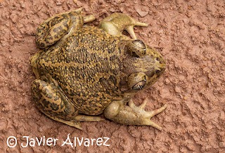 Anfibios y Reptiles de La Rioja: Identificación de sapos "grandes"