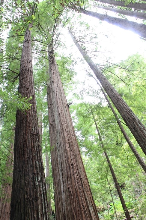 Descubriendo hojas: Secuoyas, las más altas (Sequoia sempervirens)