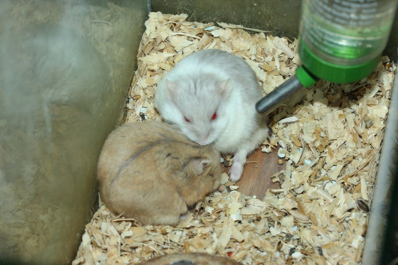 Campbell Argente ( Hamster Gallery ) | Jual Perlengkapan Dan Aksesoris ...