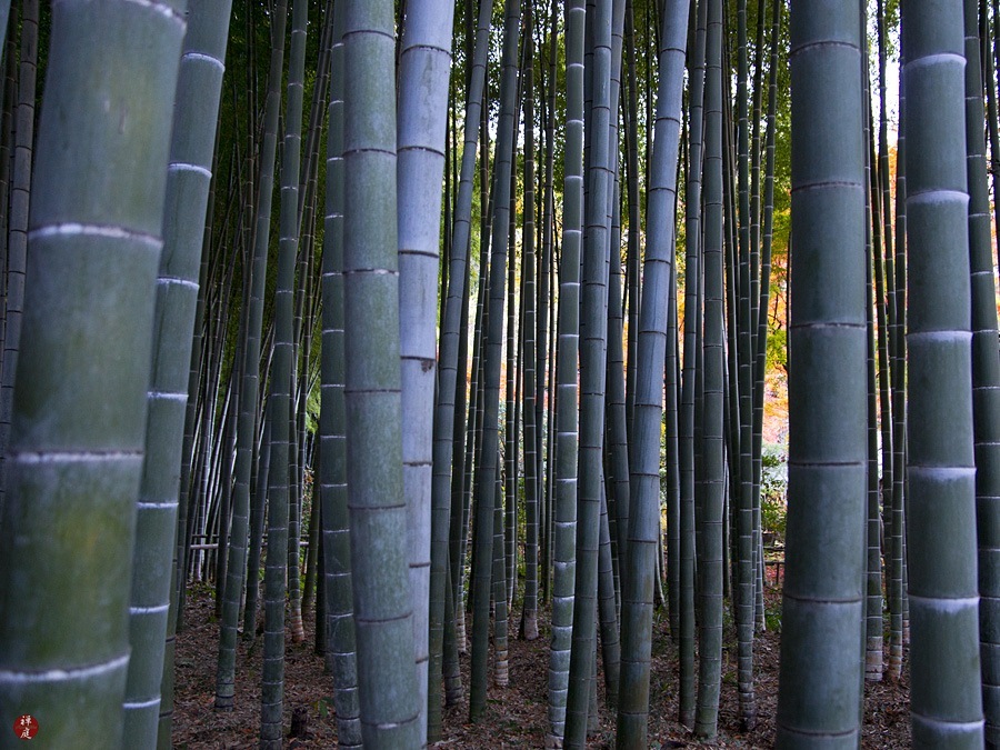 FROM THE GARDEN OF ZEN: Autumn leaves and bamboo trees in Eisho-ji