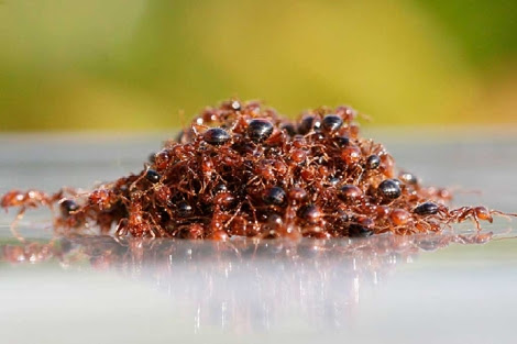 Hormiga roja de fuego (Solenopsis invicta)